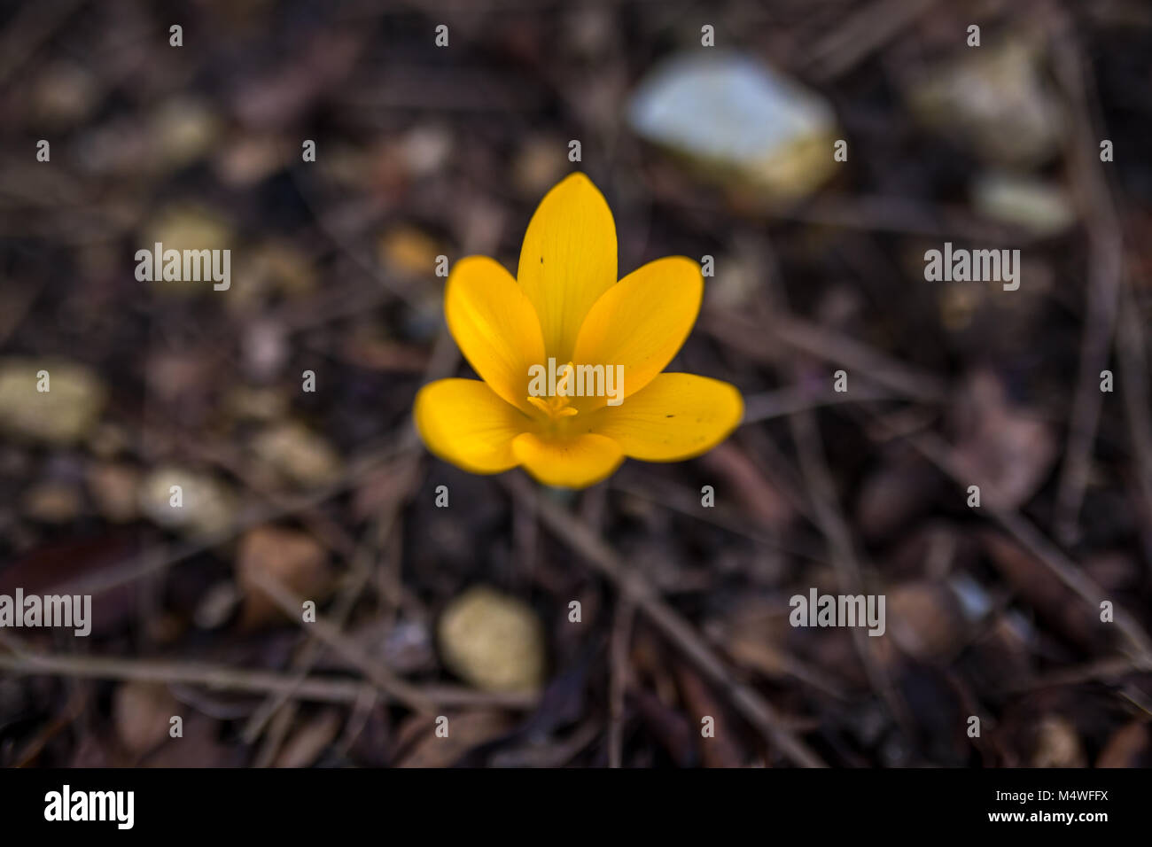 Orange Spring flower Stock Photo - Alamy