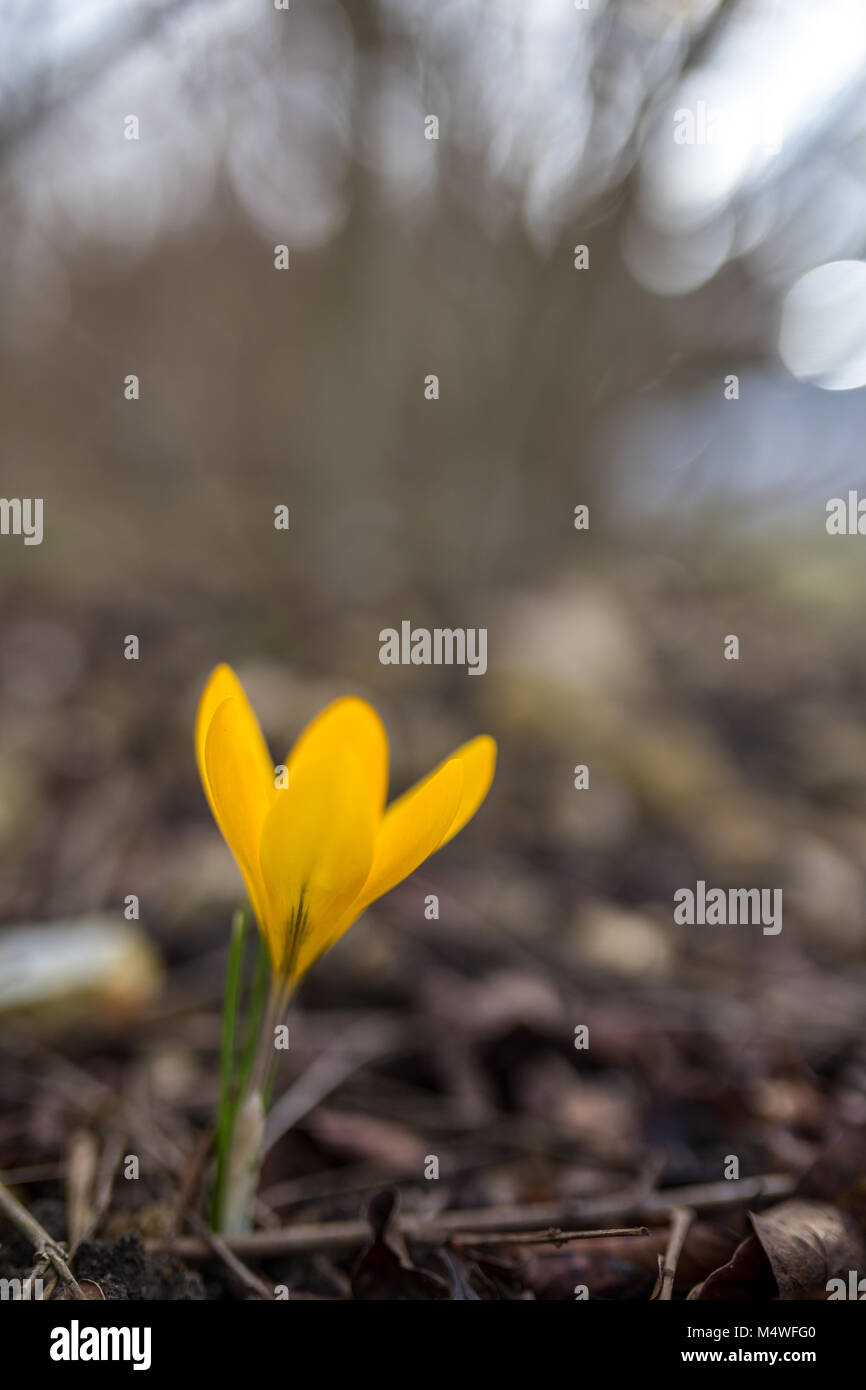 Orange Spring flower Stock Photo - Alamy