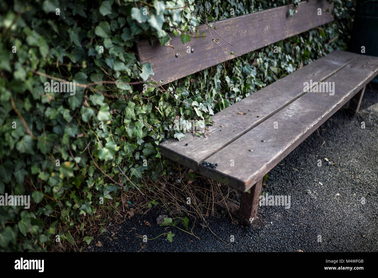 Old bench ivy on hi-res stock photography and images - Alamy