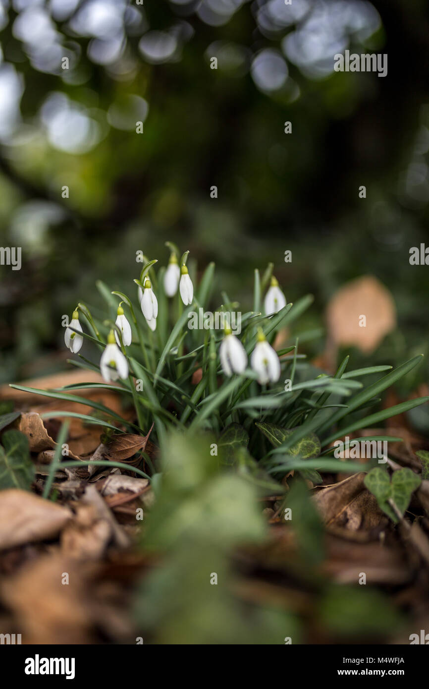 Hope spring flower hi-res stock photography and images - Alamy