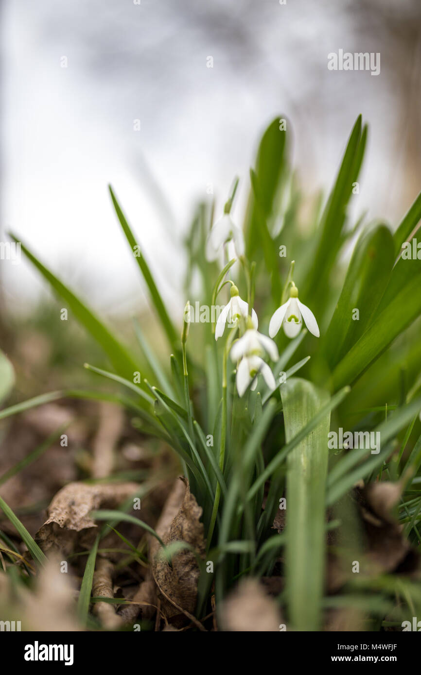 Bunch of Spring flowers Stock Photo - Alamy