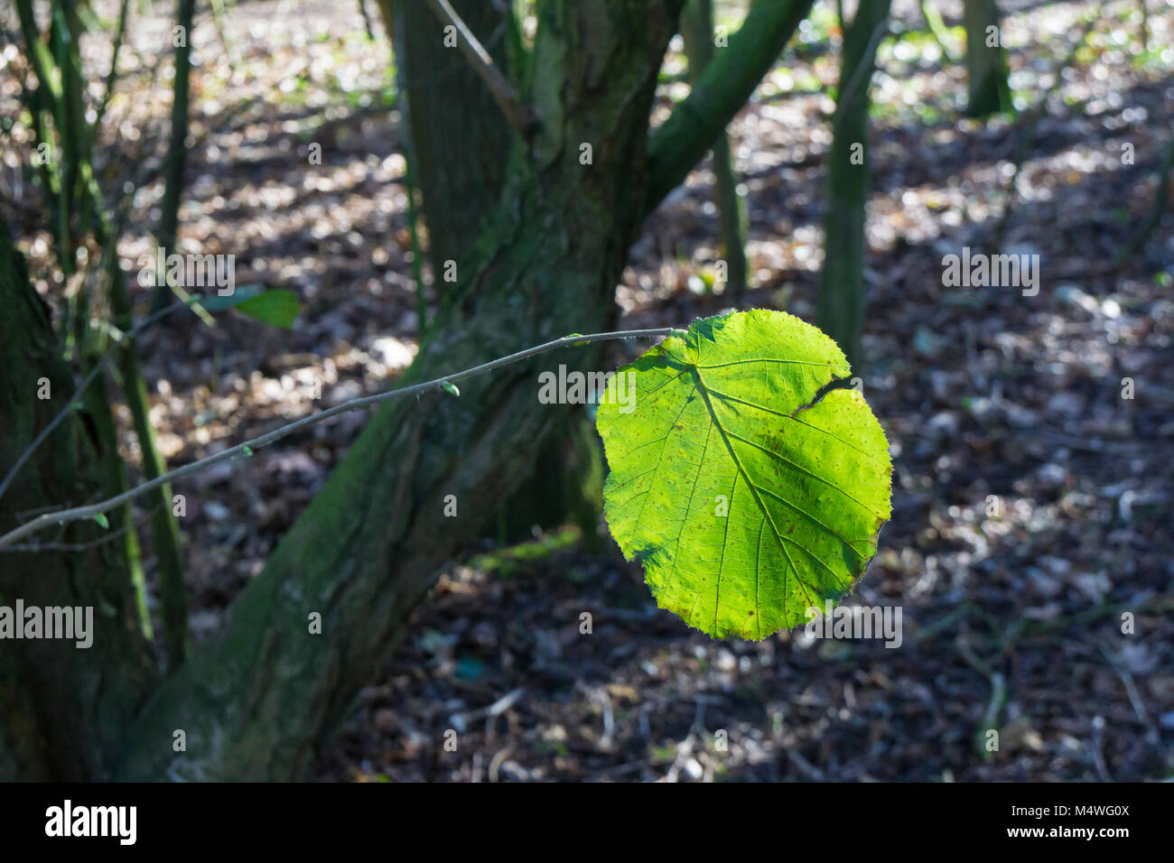 Small leaved lime tree hi-res stock photography and images - Alamy