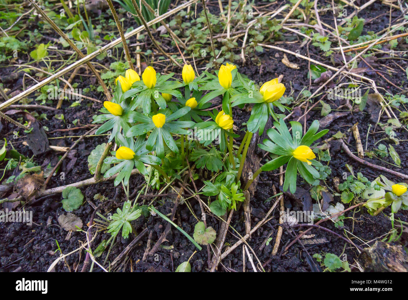 Winter aconites bulb hi-res stock photography and images - Alamy