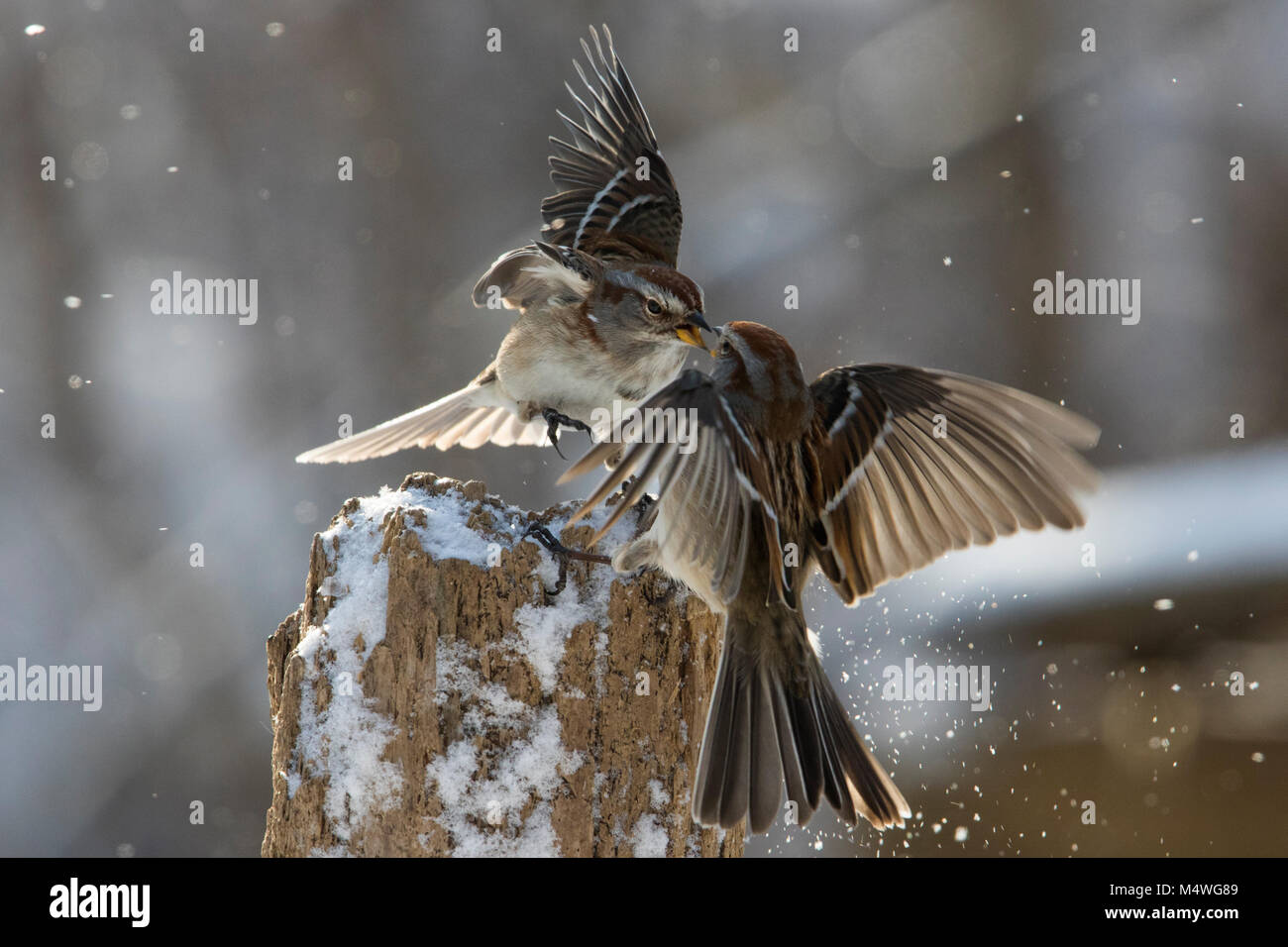 American tree sparrow fighting for food in winter Stock Photo - Alamy
