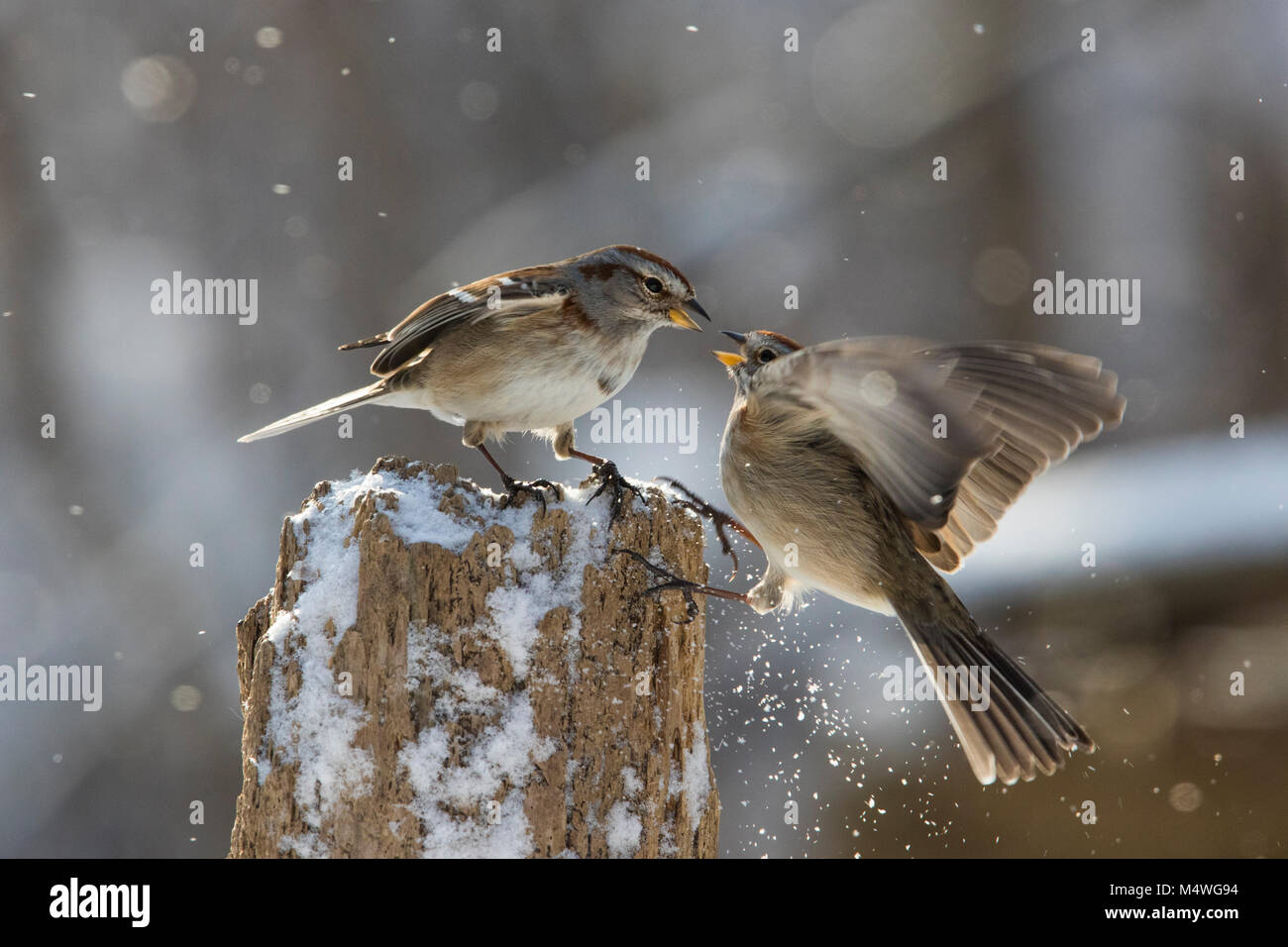 American tree sparrow fighting for food in winter Stock Photo - Alamy