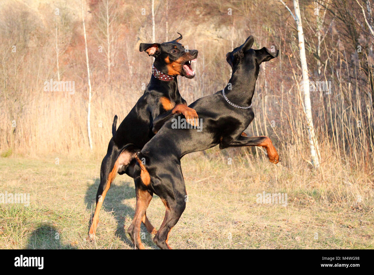 Two dobermans jumping / playing Stock Photo - Alamy