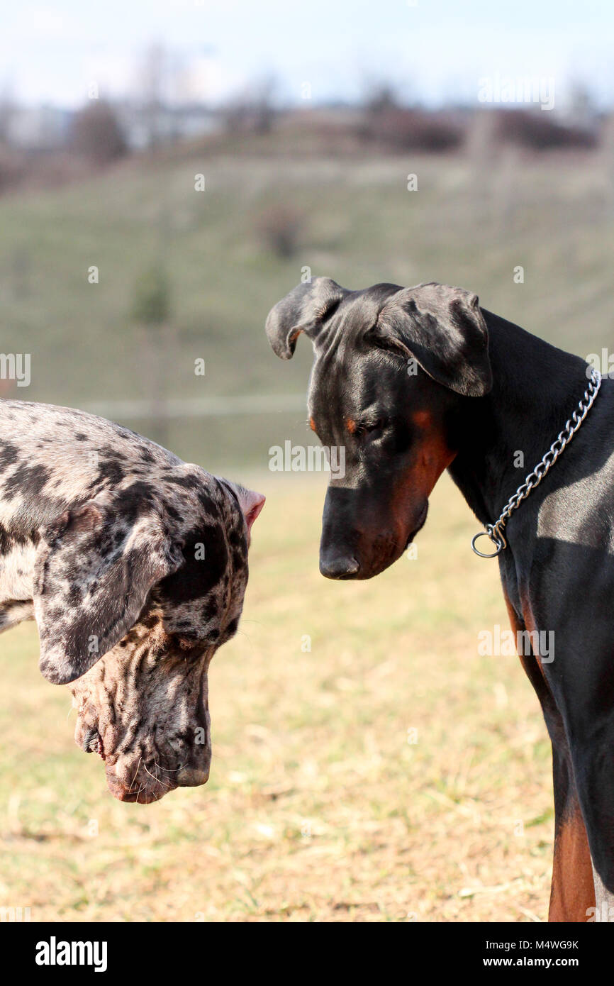 Dog looking down - on the ground Stock Photo - Alamy