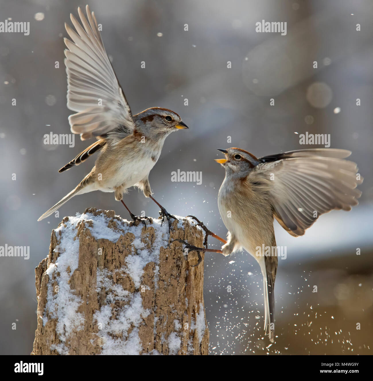 American tree sparrow fighting for food in winter Stock Photo - Alamy