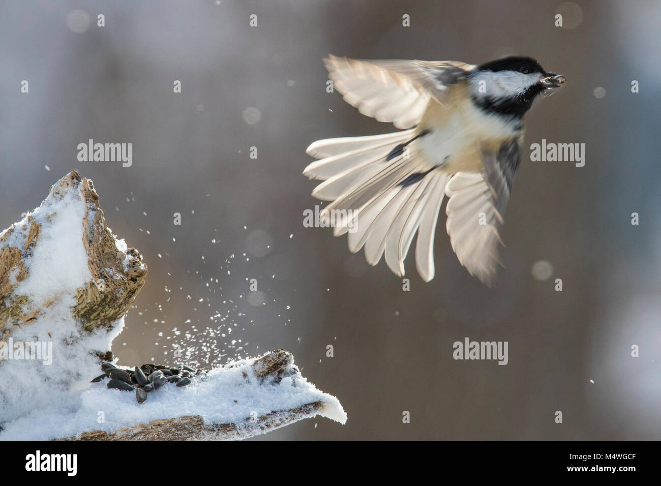 Chickadee wing detail hi-res stock photography and images - Alamy