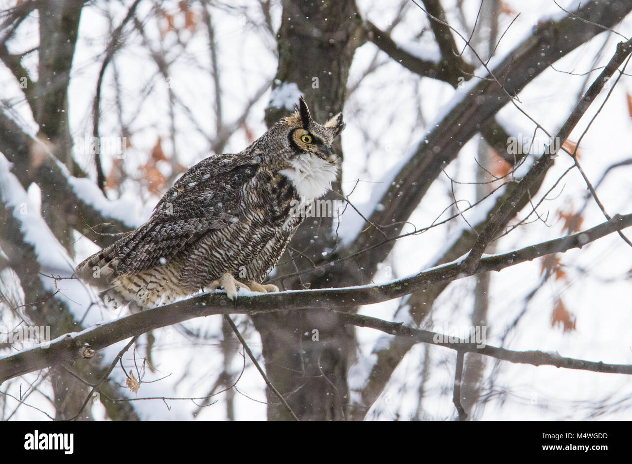 great horned owl (Bubo virginianus) in winter storm Stock Photo - Alamy
