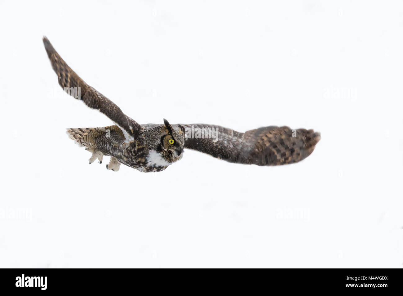 Animal bubo eye wild wildlife Cut Out Stock Images & Pictures - Alamy