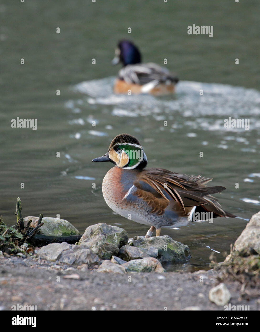 Baikal Teal male (anas Formosa), UK Stock Photo - Alamy