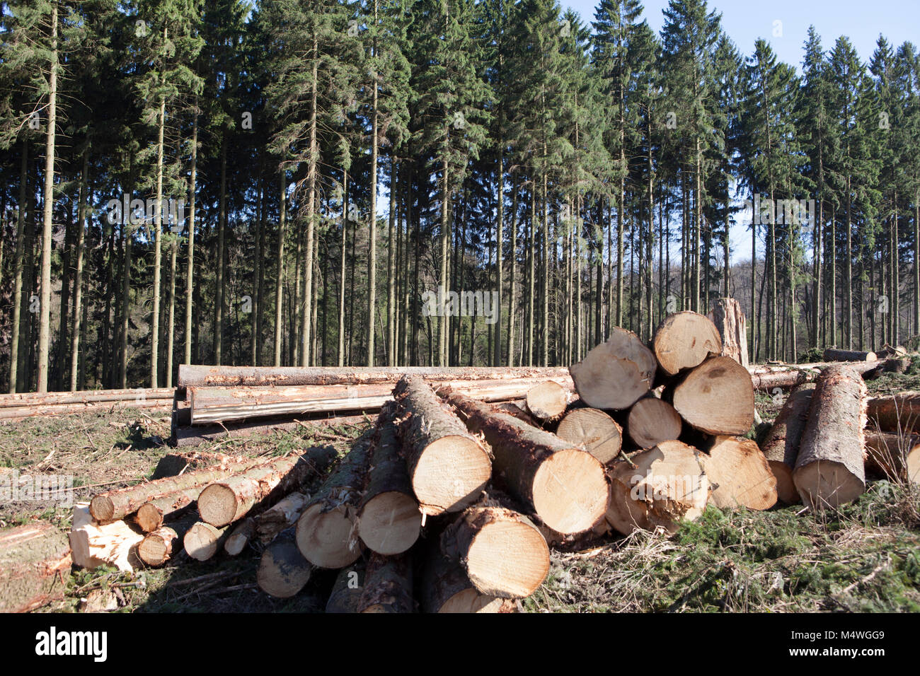 Forestry, Meinerzhagen, North Rhine-Westphalia, Germany, Europe ...