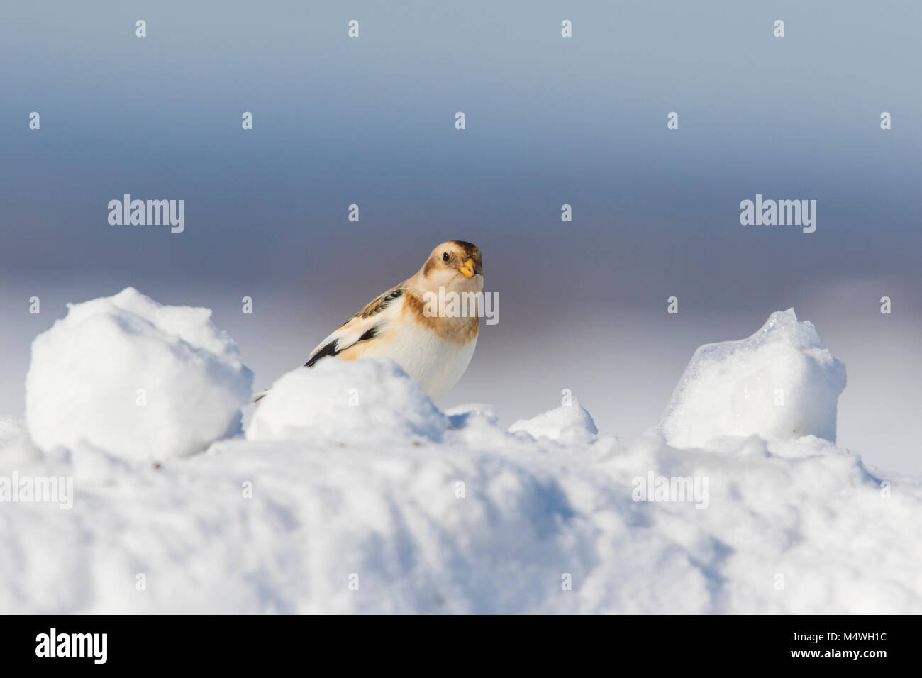 Snow bunting hi-res stock photography and images - Alamy