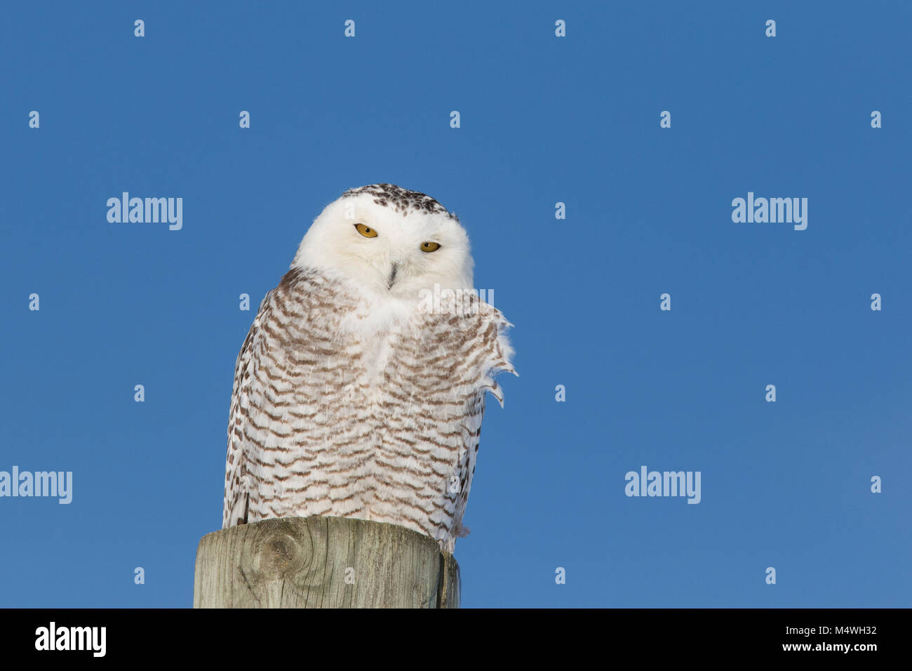 Snowy owl in winter Stock Photo - Alamy
