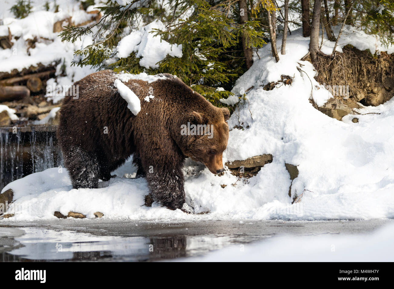 Black bear forest water hi-res stock photography and images - Alamy