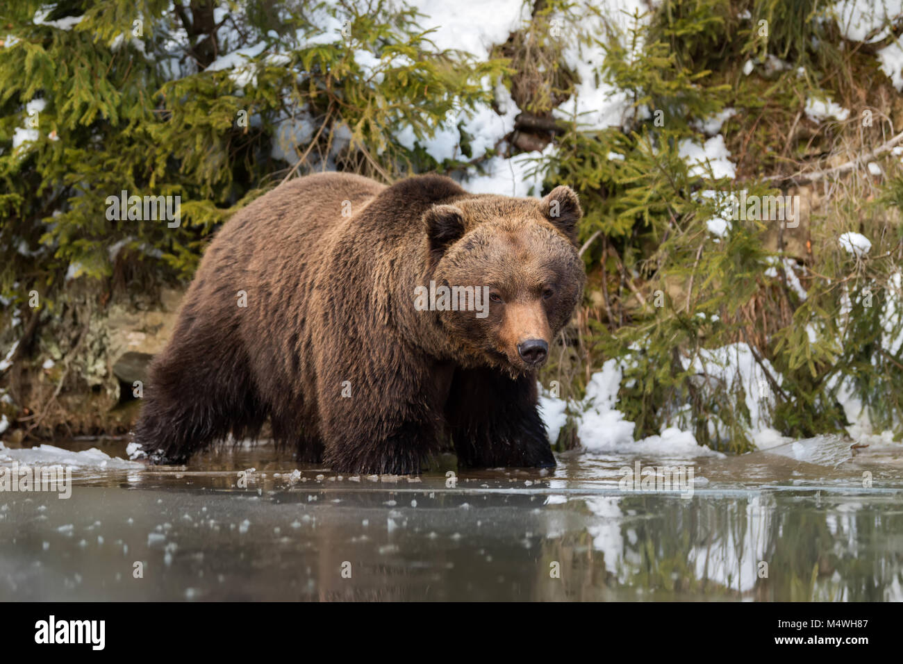 Close wild big brown bear near a forest lake Stock Photo - Alamy