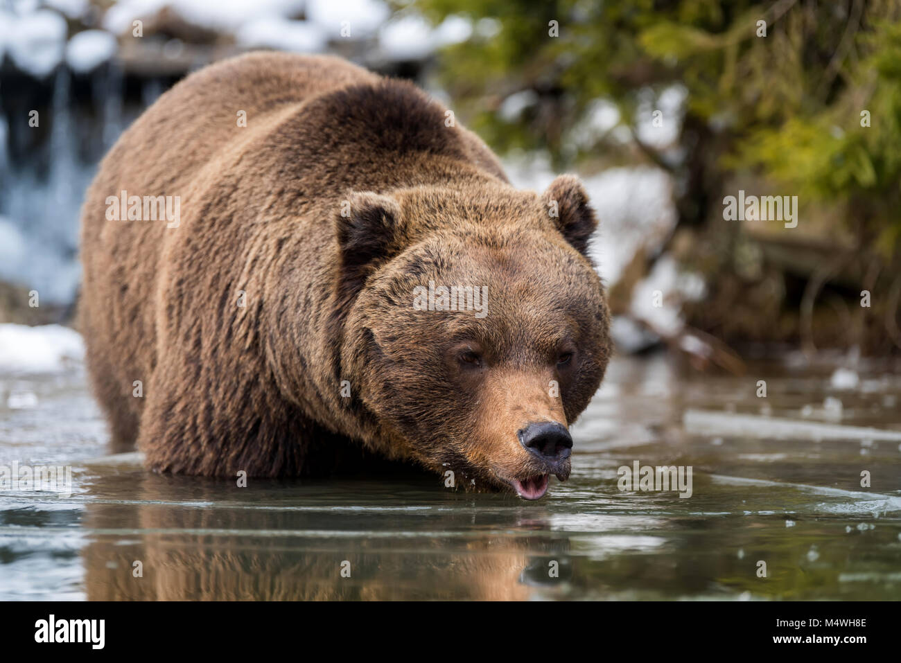 Close wild big brown bear near a forest lake Stock Photo - Alamy