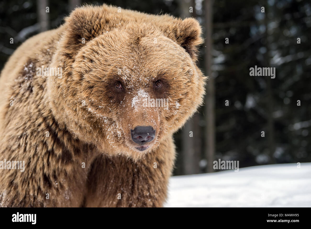 Closeup brown bear portrait Stock Photo - Alamy