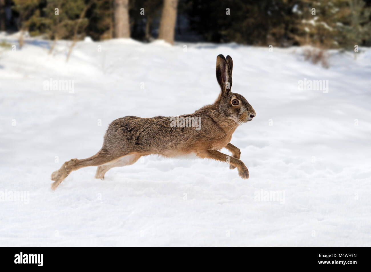 Hare running in the winter forest Stock Photo - Alamy