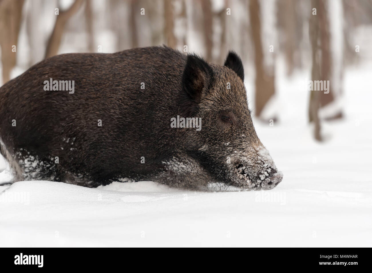 Wild boar, Sus scrofa, forest wild animal in the nature habitat Stock ...
