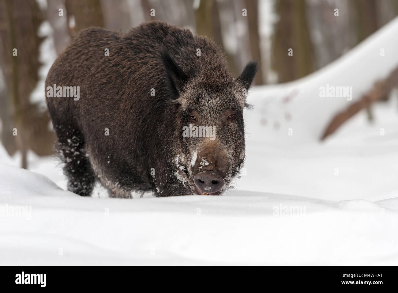 Wild boar, Sus scrofa, forest wild animal in the nature habitat Stock ...