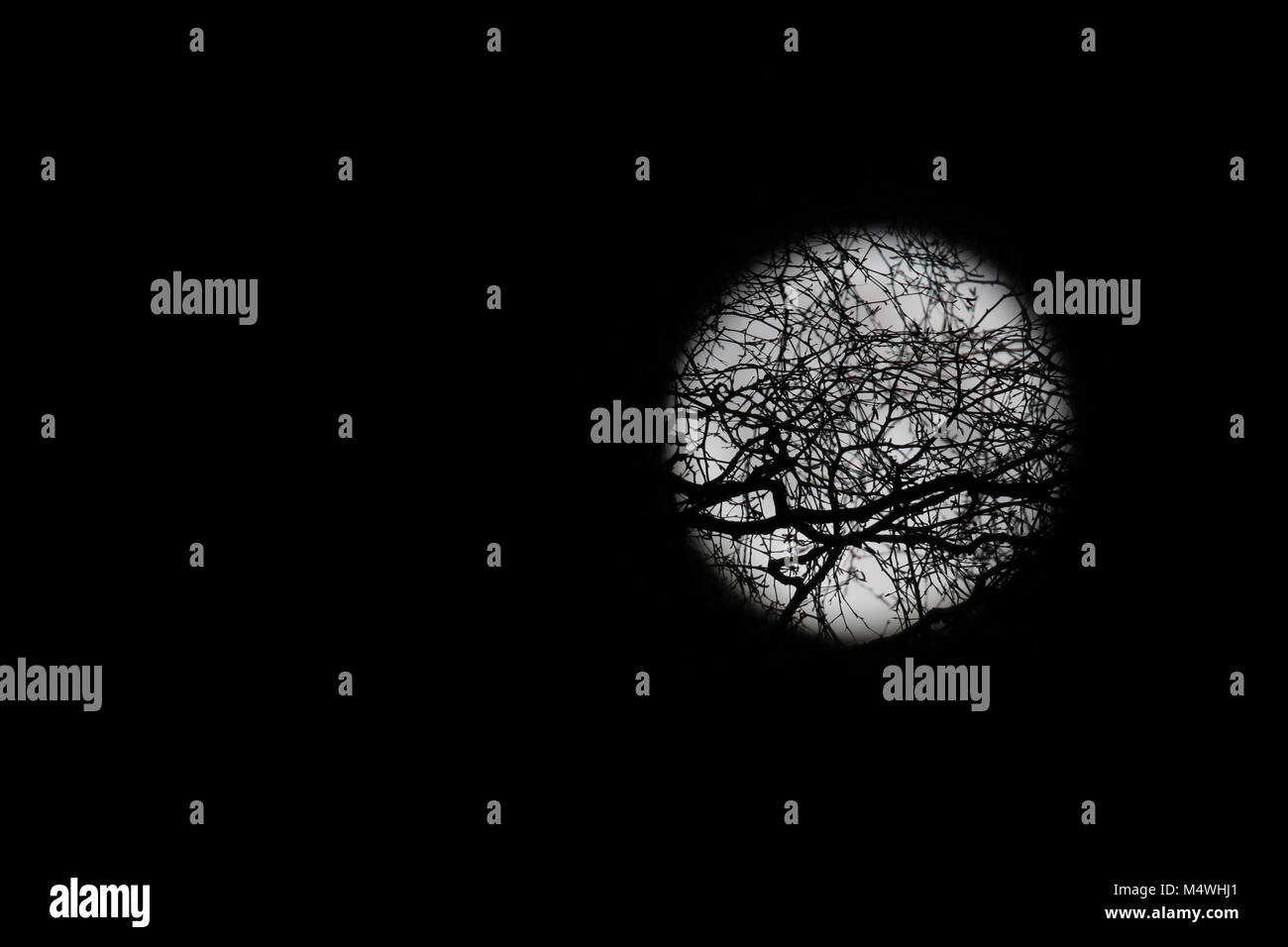 Full moon shining through trees hi-res stock photography and images - Alamy