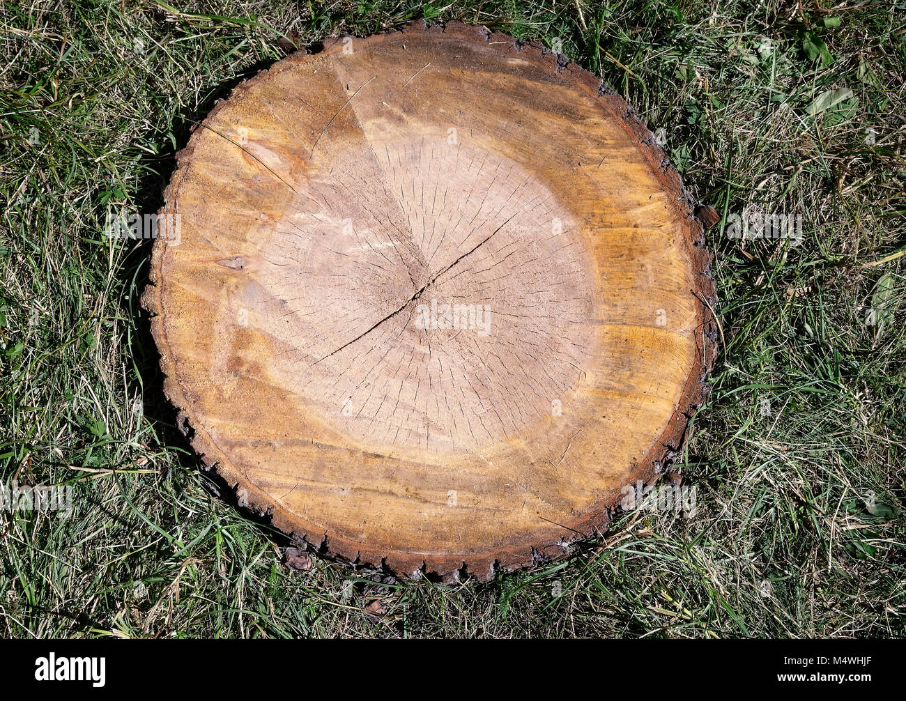 Background image: the surface of the stump of the felled wood with ...