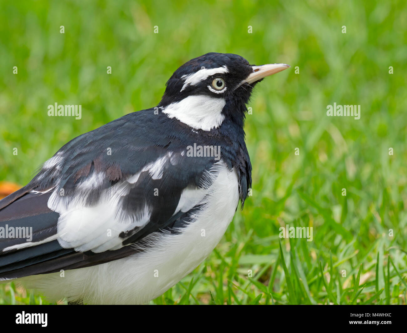 Magpie-lark Grallina cyanoleuca Melbourne Botanic garden Australia ...