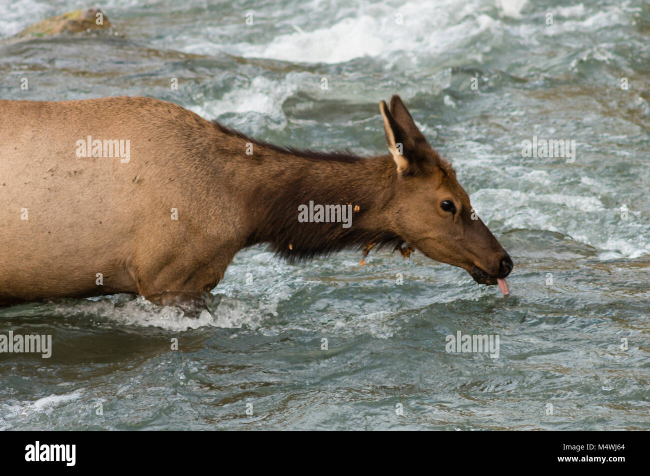 Elk drinking in the Gardner RIver. Yellowstone National Park, Gardiner ...