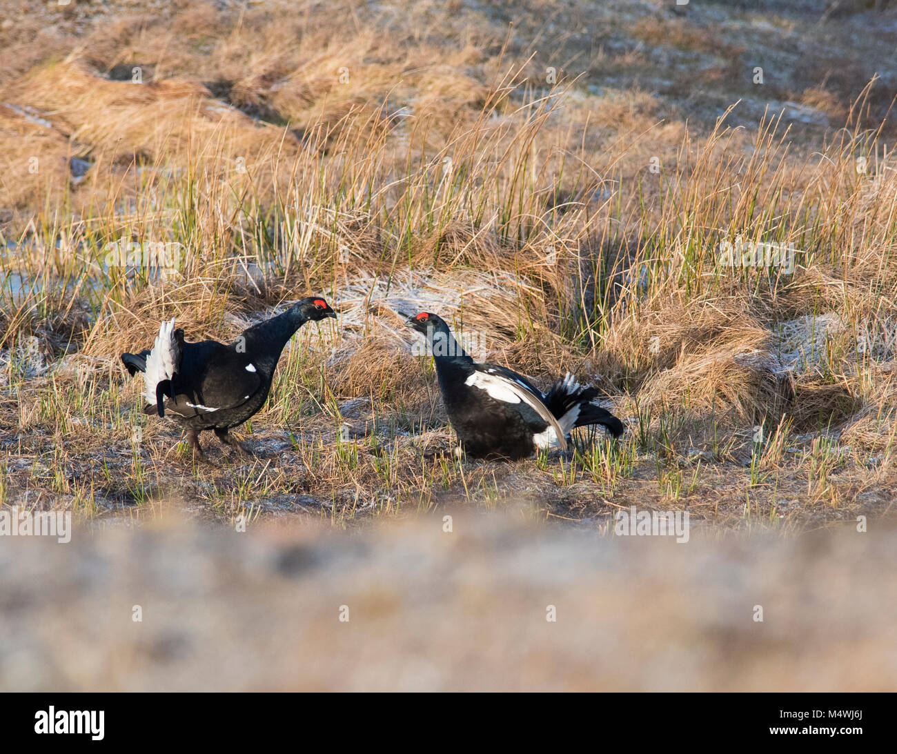 Lekking hi-res stock photography and images - Alamy