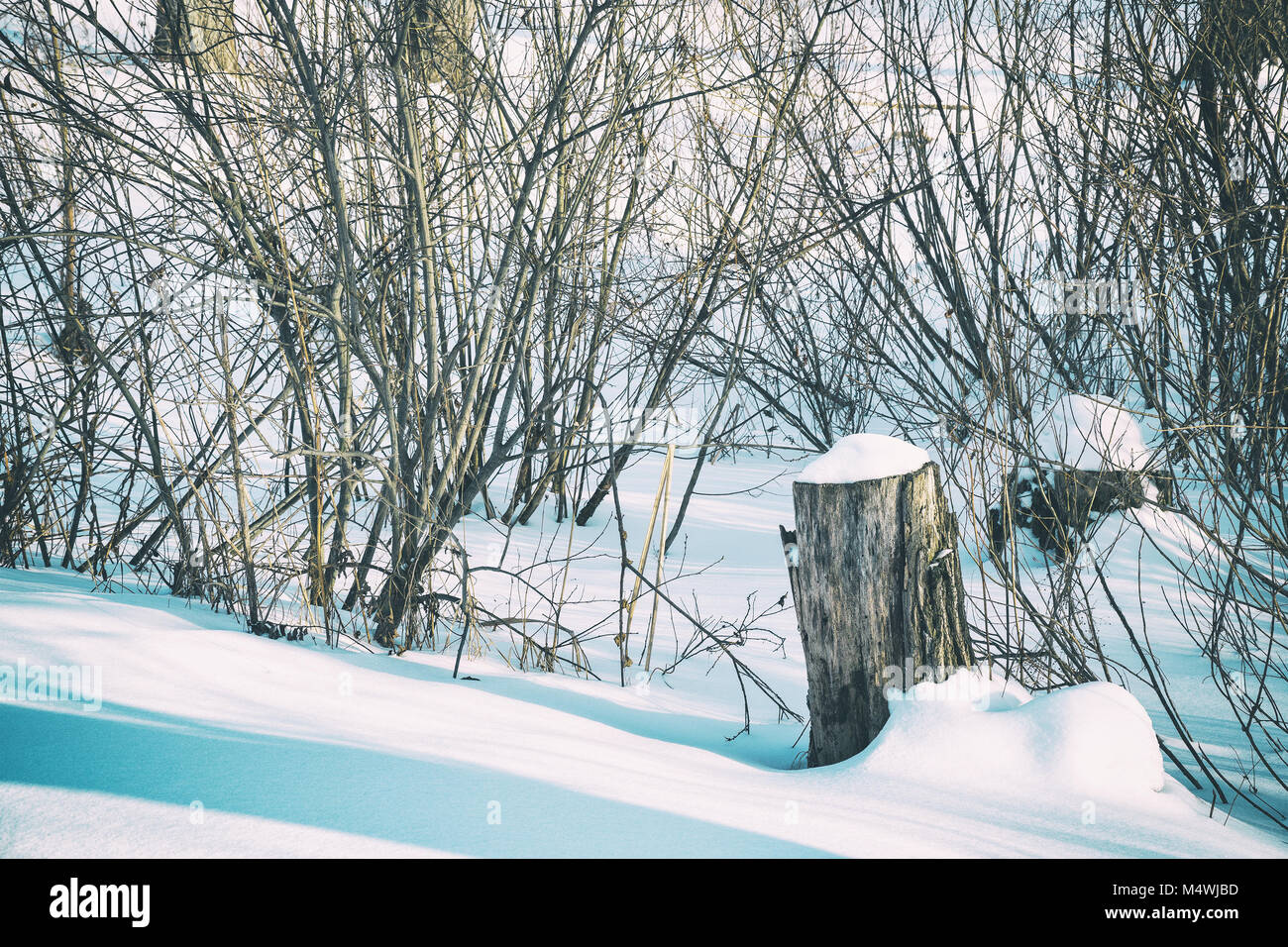 Tree stump snow cap hi-res stock photography and images - Alamy
