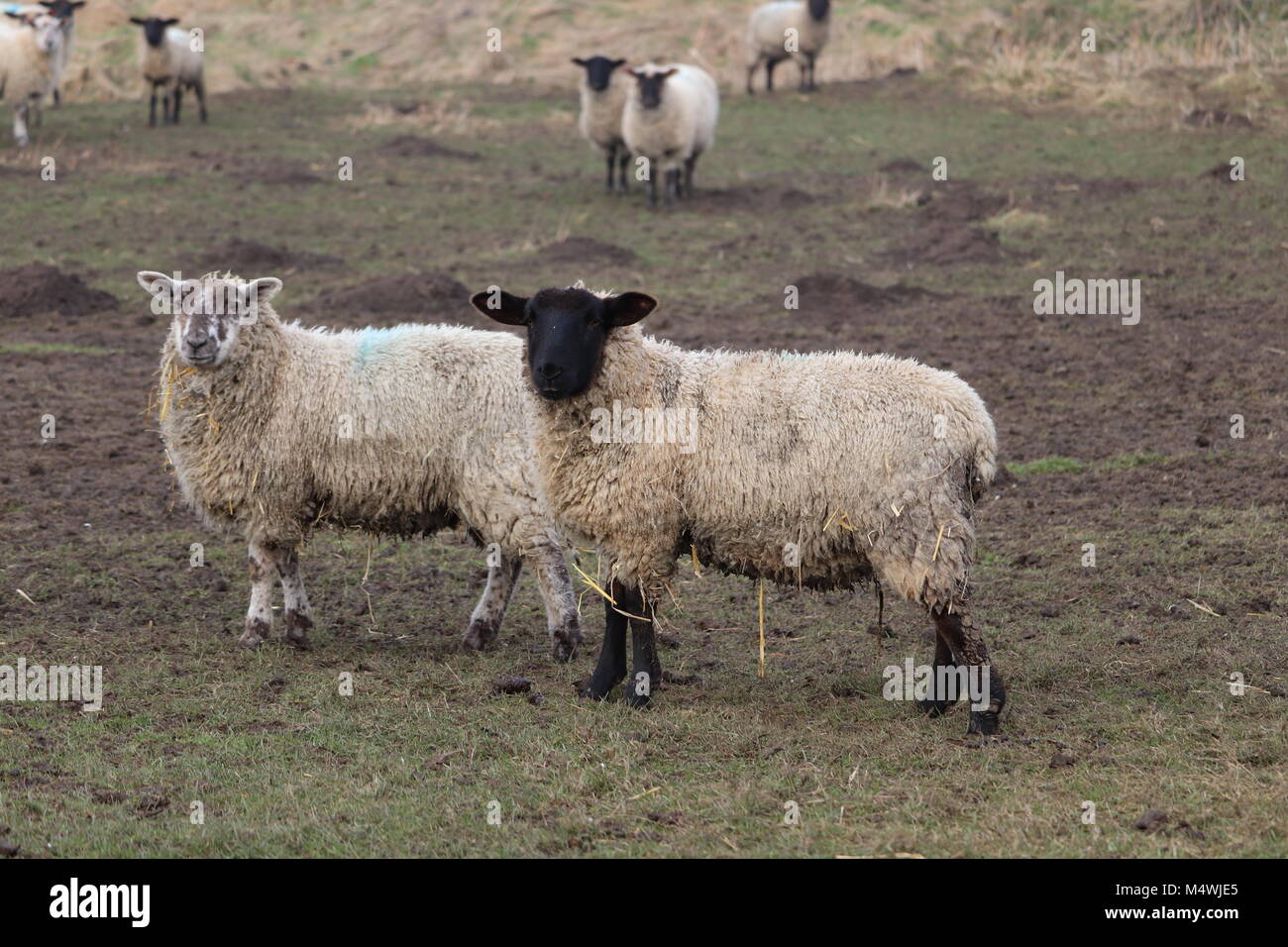 Rounded up sheep hi-res stock photography and images - Alamy
