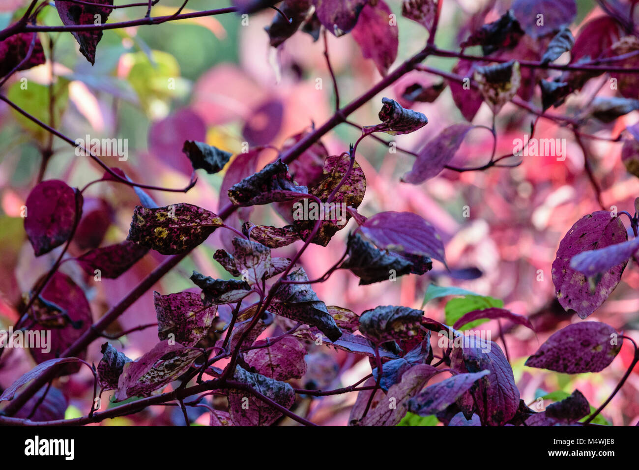 autumn gold colored trees in the park. sunny fall day with sun rays and ...