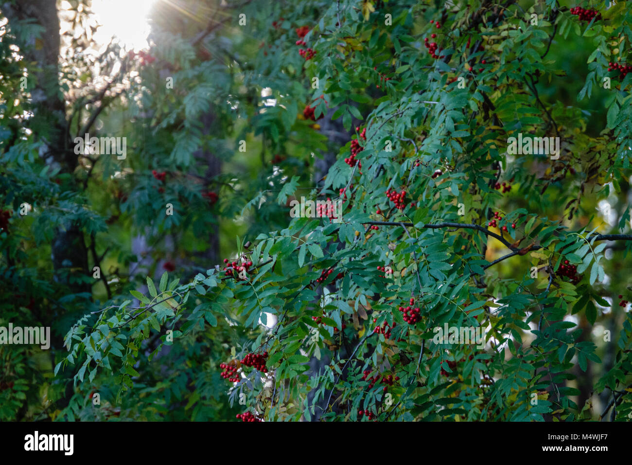 autumn gold colored trees in the park. sunny fall day with sun rays and ...