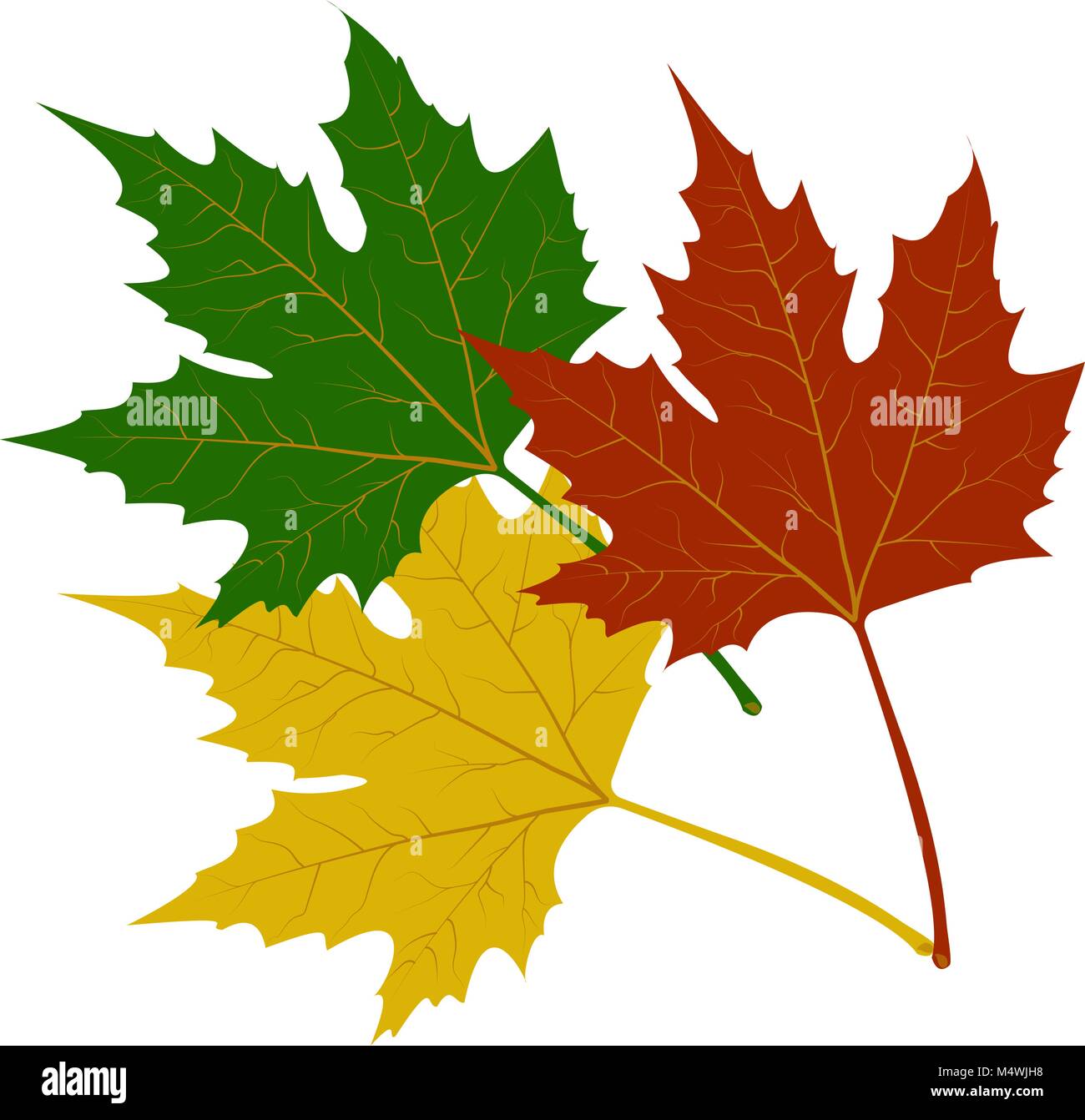 Maple yellow leaf Stock Vector Images - Alamy