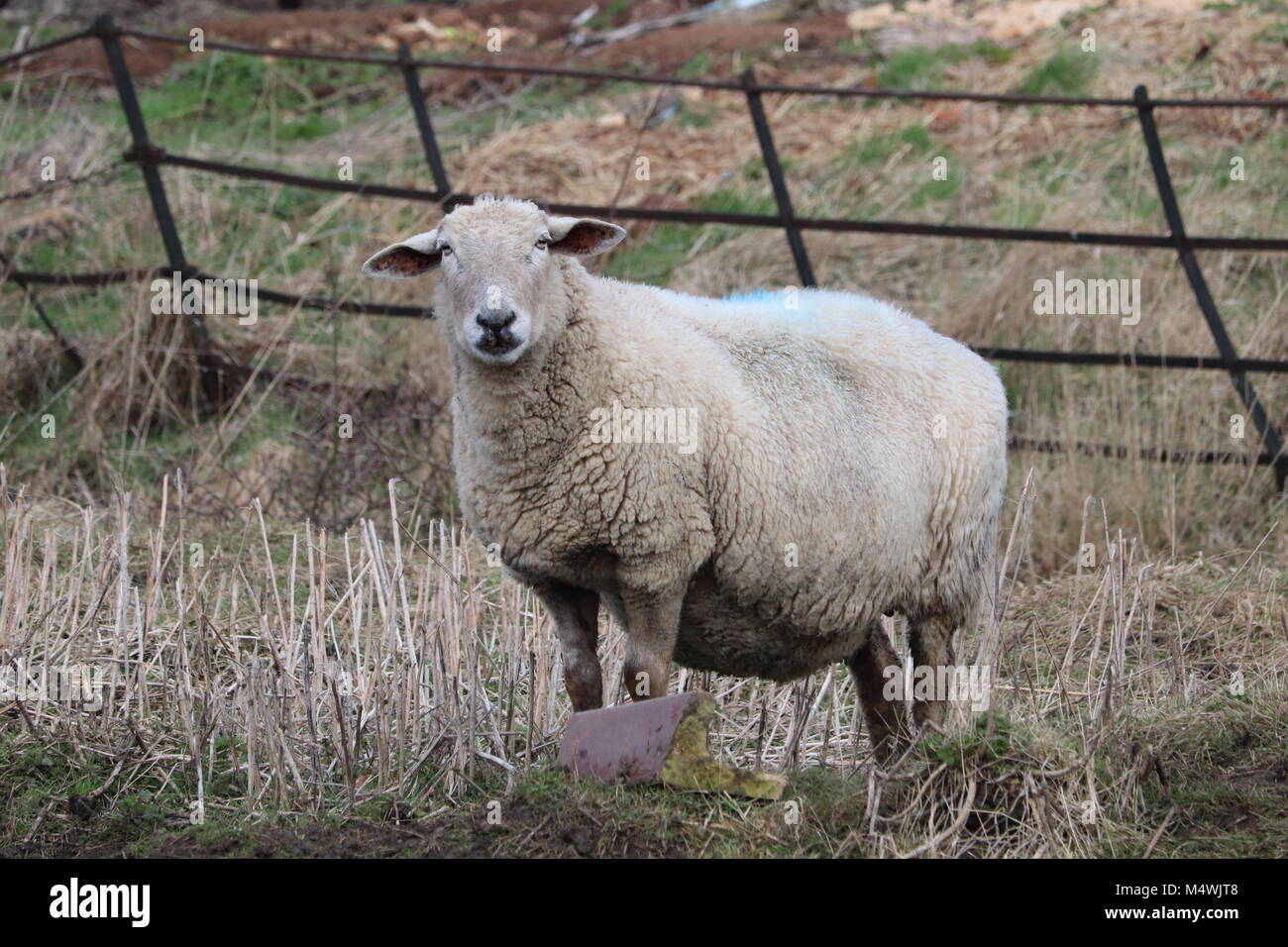 Rounded up sheep hi-res stock photography and images - Alamy
