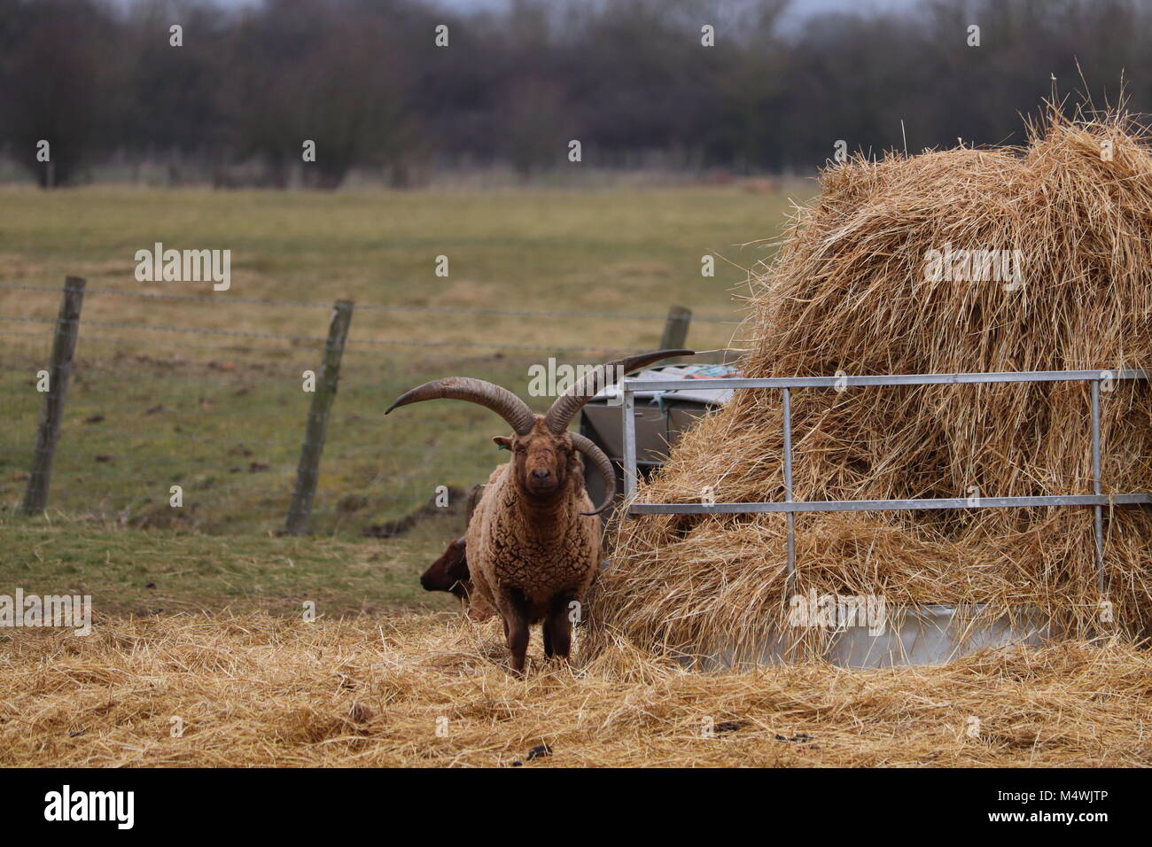 Woolen ram hi-res stock photography and images - Alamy