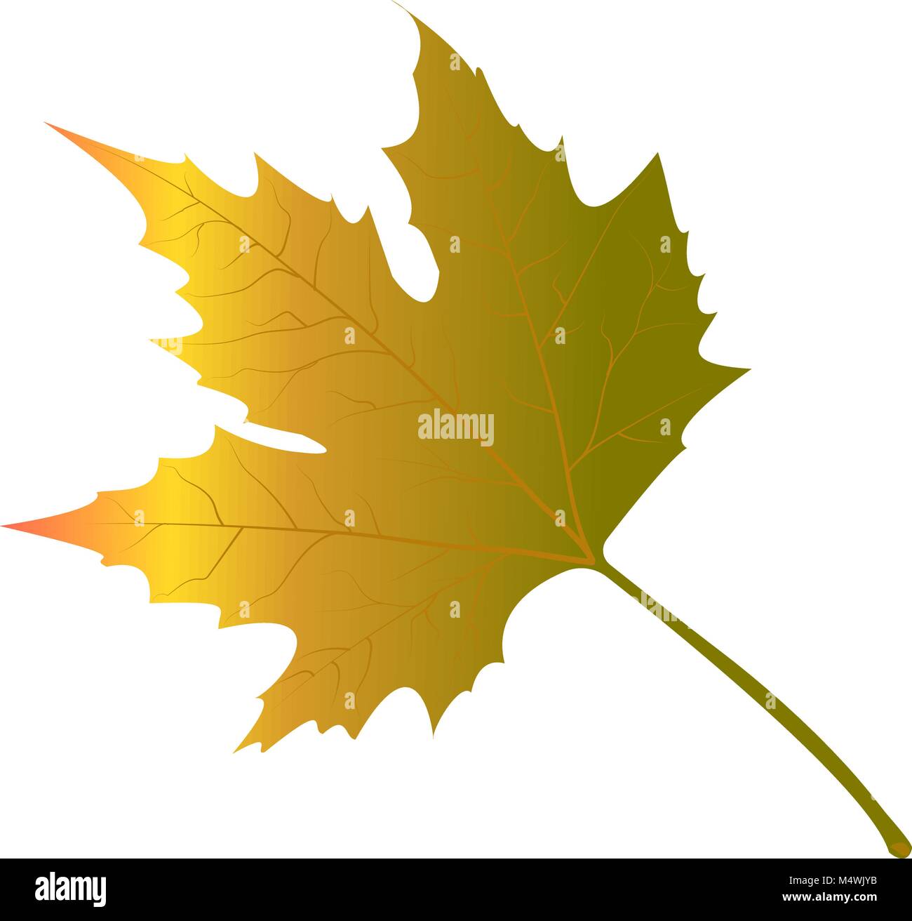 Maple leaf vector vectors hi-res stock photography and images - Alamy