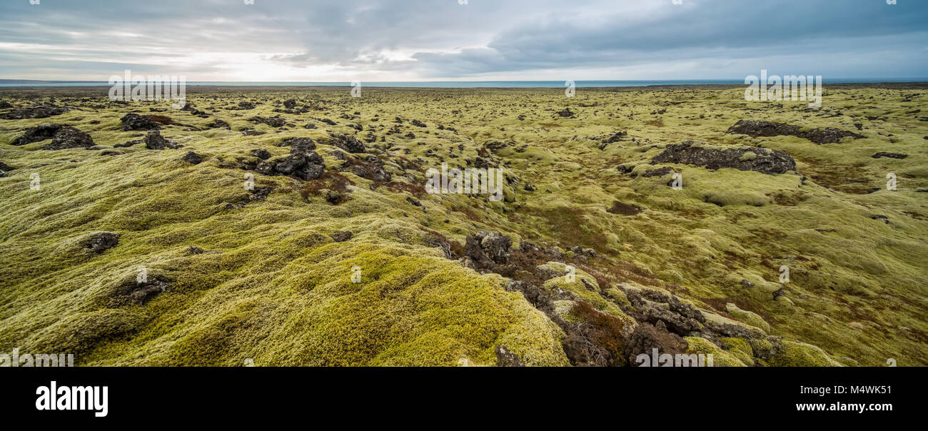 Icelandic landscape of moss field Stock Photo - Alamy
