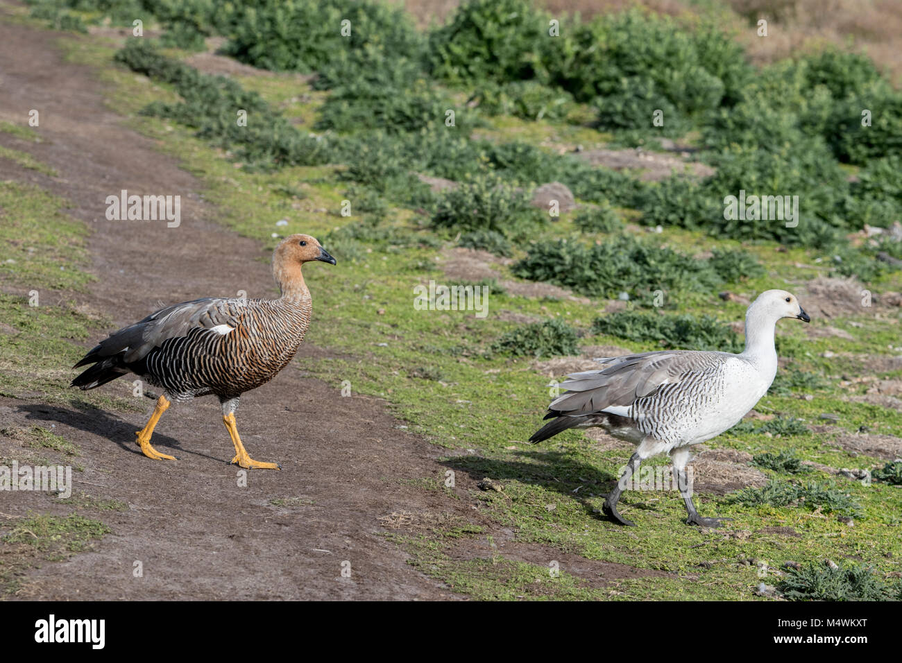 Upland goose pair falklands hi-res stock photography and images - Alamy