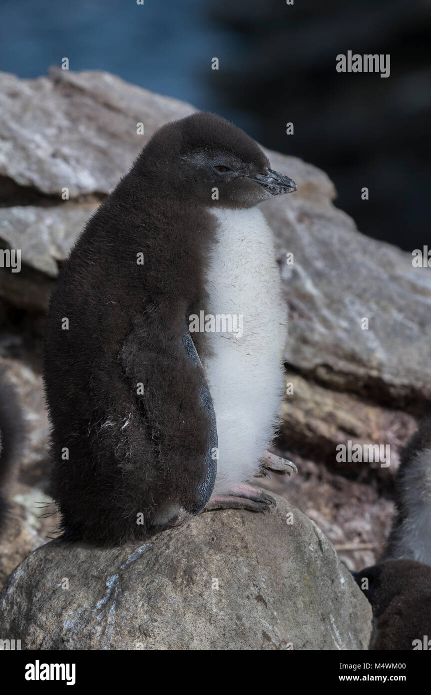 Penguin rockhopper chick hi-res stock photography and images - Alamy