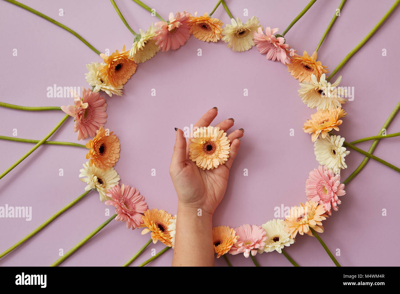 Beautiful round frame of gerbera flowers on a pink background Stock ...