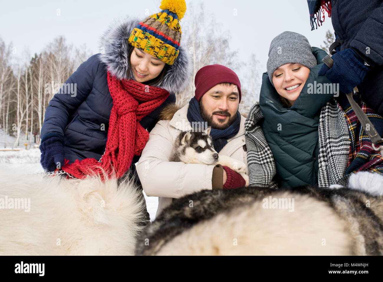 Group of young people petting husky dogs, focus on Asian man holding ...