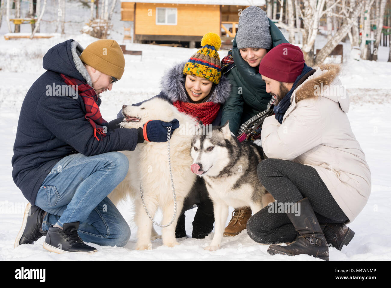 Full length portrait of group of young people petting Husky dogs ...