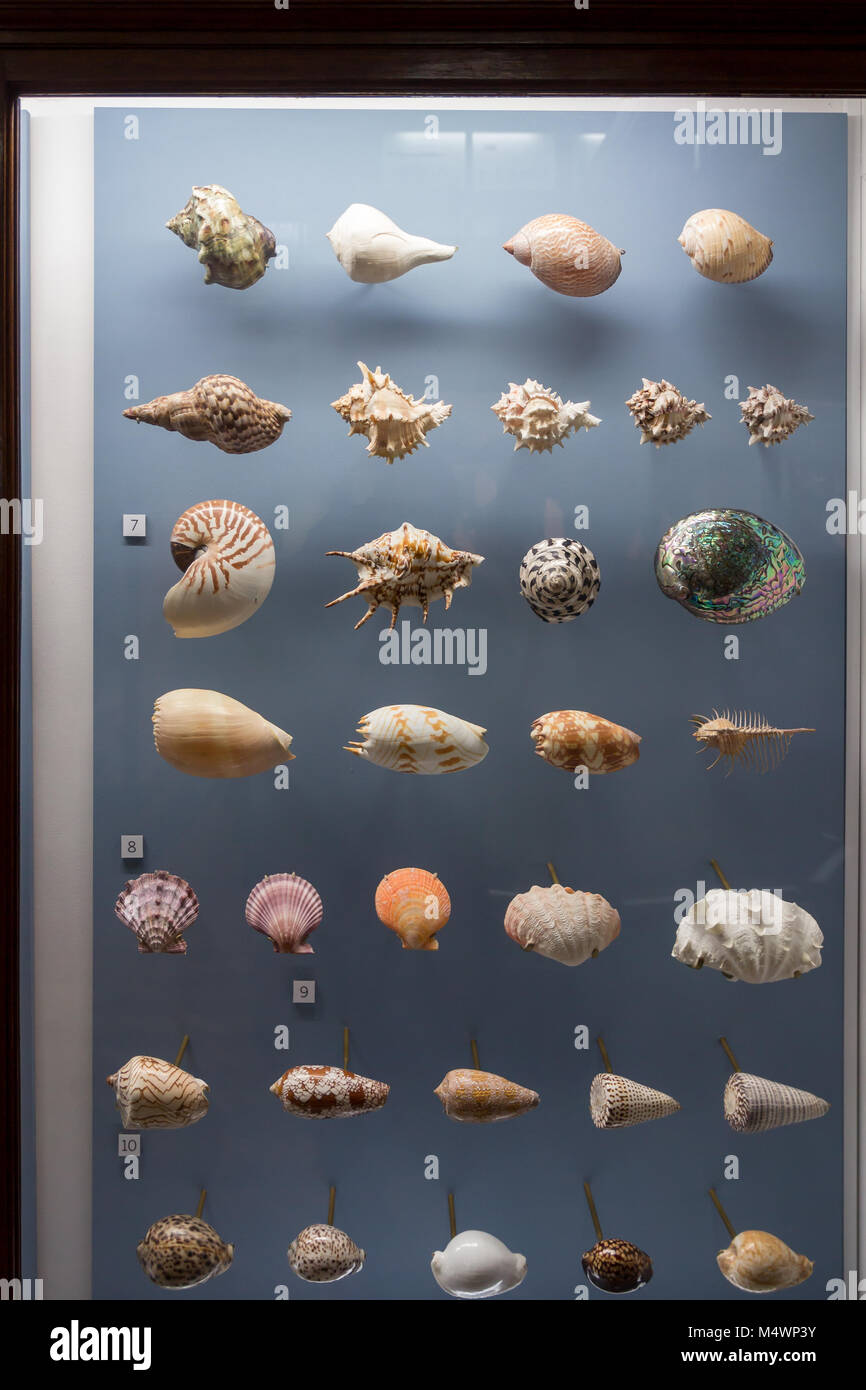 A display of various shells at the Horniman Museum, London Stock Photo ...