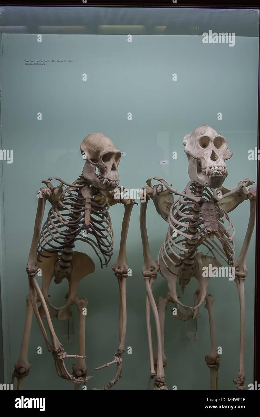 Monkey skeleton natural history museum hi-res stock photography and ...