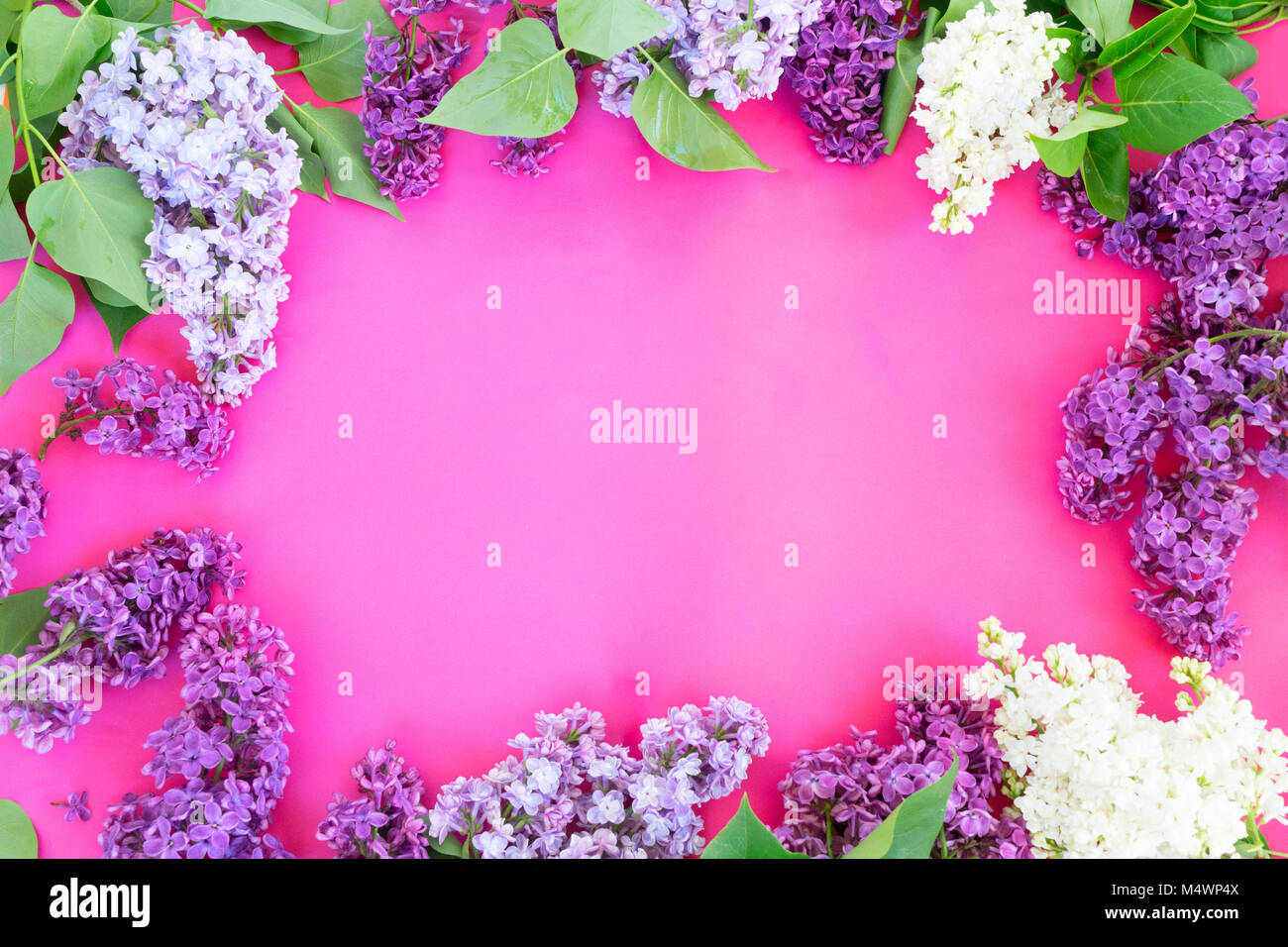Lilac on pink background Stock Photo - Alamy