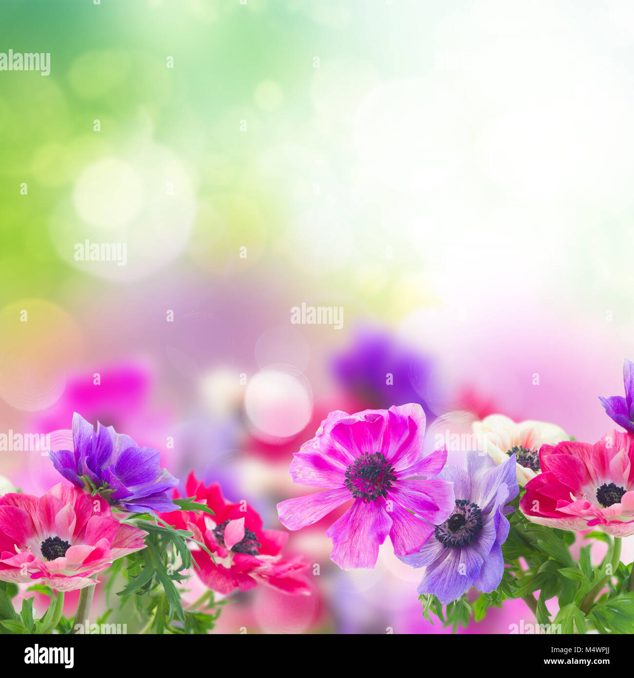 Anemone red violet garden hi-res stock photography and images - Alamy