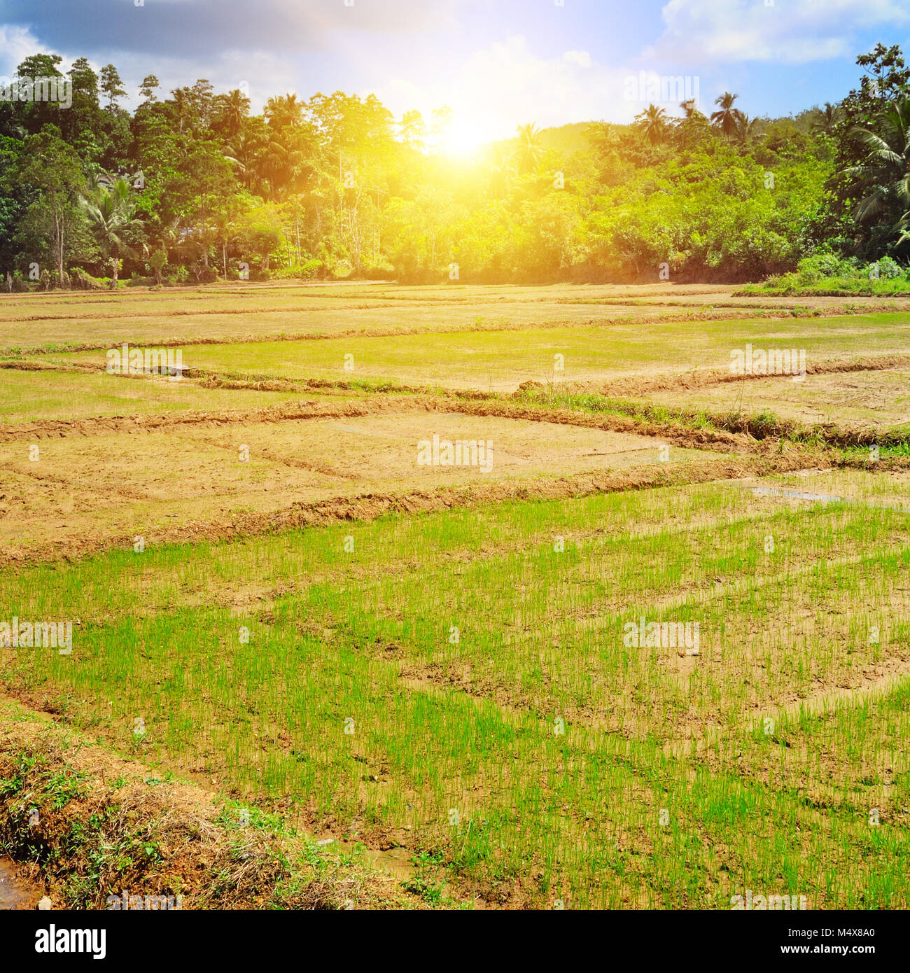 Sunrise of paddy fields hi-res stock photography and images - Alamy